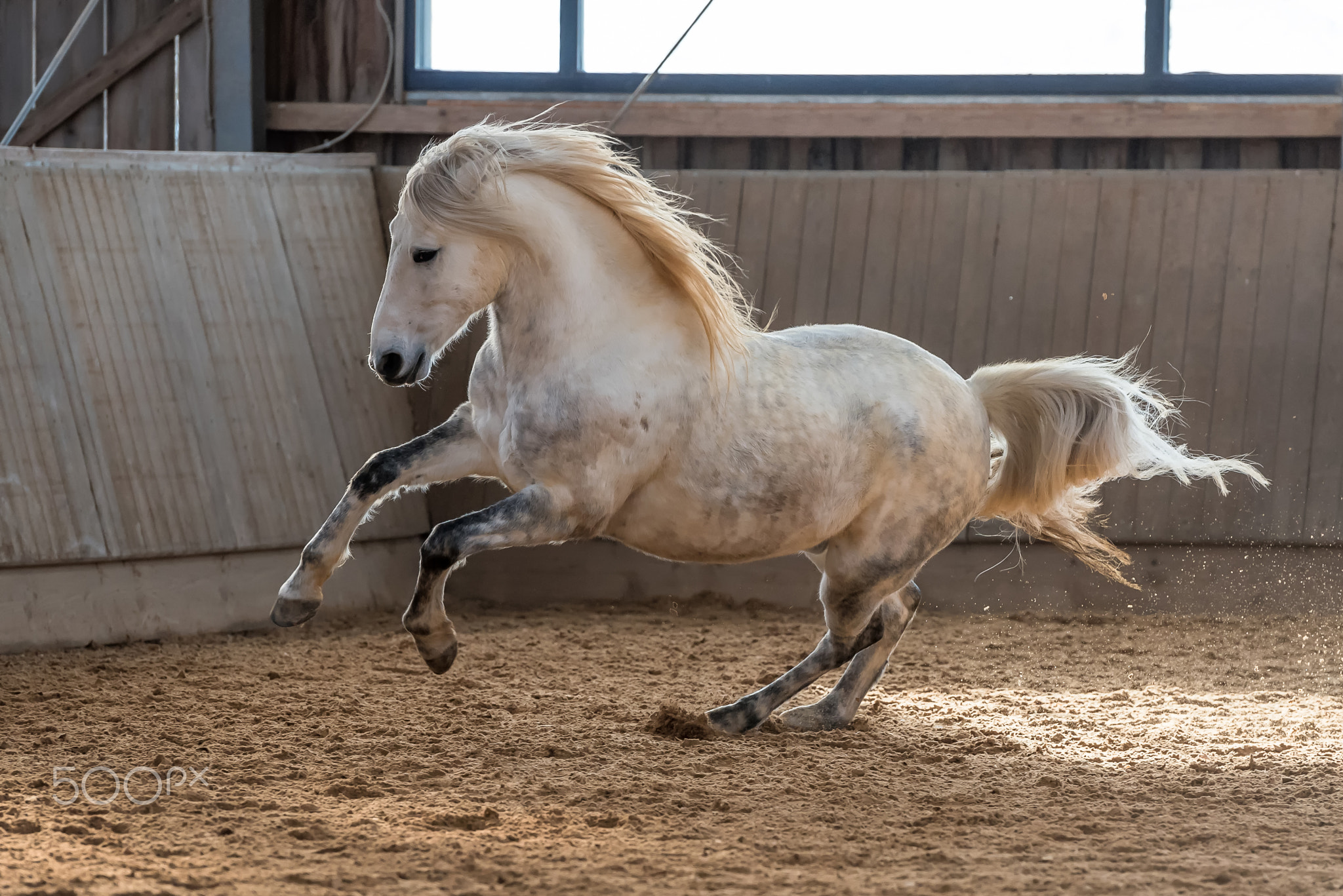 Caballo Bereber, de campo de batalla al campo de polo en 50 años ...
